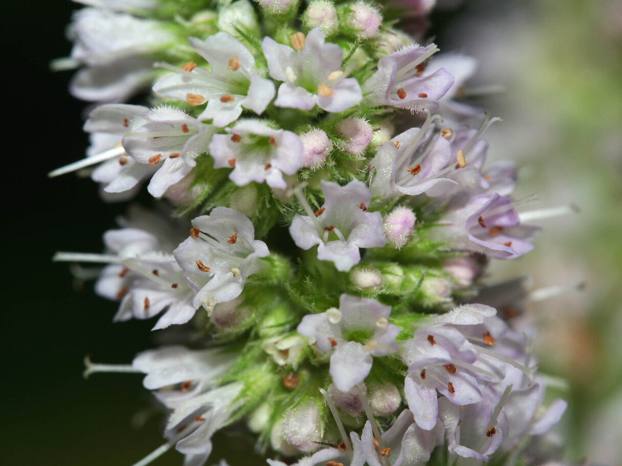 Witte munt | Ecopedia